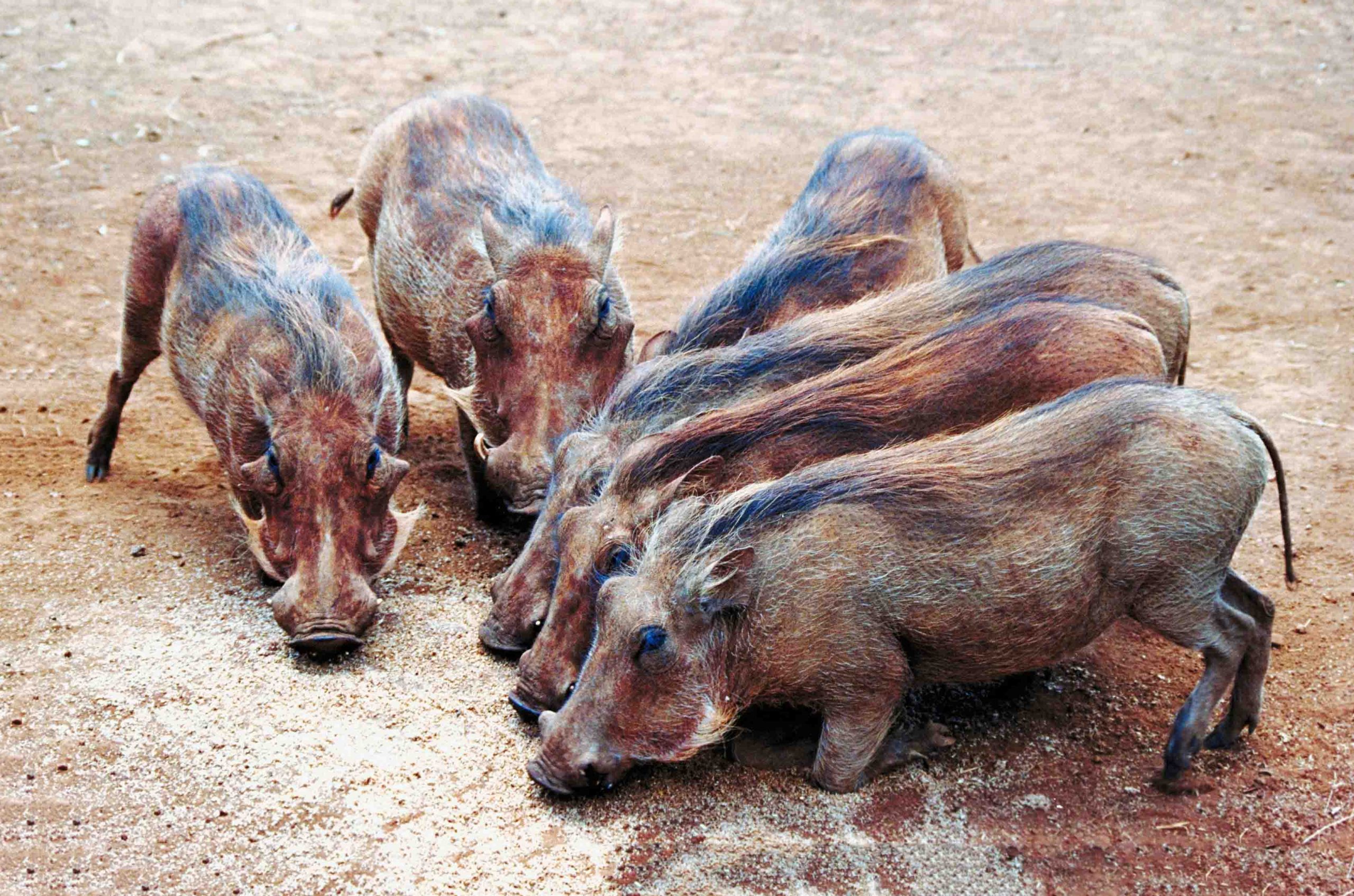 Hướng dẫn cách nuôi heo rừng mới nhất - Thảo dược chăn nuôi - HERBALVET